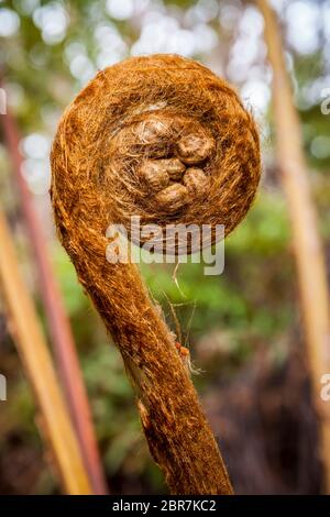 The Hapuu pulu tree fern (Cibotium glaucum) thrives in Hawaii Volcanoes ...