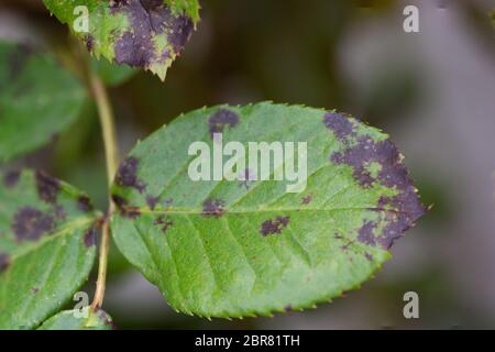 Sick rose plant Stock Photo - Alamy