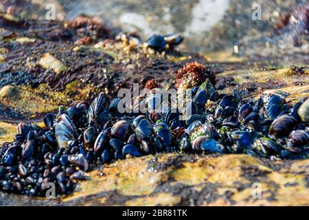 A scallop is a marine bivalve mollusc of the family Pectinidae ...