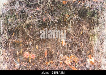 abstract background. rock overgrown with roots Stock Photo - Alamy