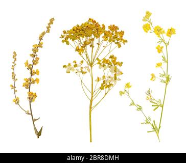Set of wild dry pressed flowers and leaves, isolated Stock Photo - Alamy