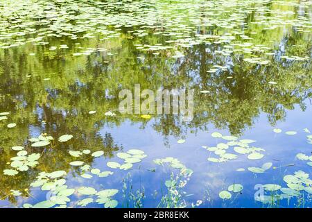 pond overgrown by yellow water-lily leaves in forest in sunny summer ...