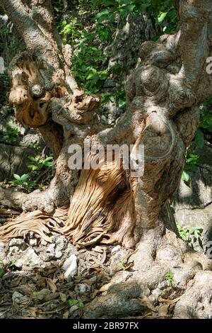 Bulging Tree Trunk Stock Photo - Alamy