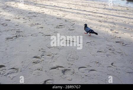 Gray Doves are running on the sand at the beach Stock Photo - Alamy