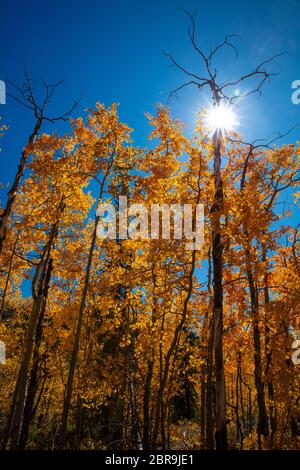 Backlit trees in autumn along the Gros Ventre River Valley Stock Photo ...