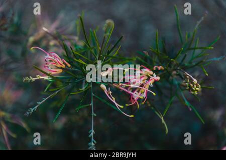 native Australian semper florens grevillea plant outdoor in beautiful ...