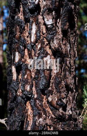 Conifer trees burned from wildfire on Tenerife island. The full series ...
