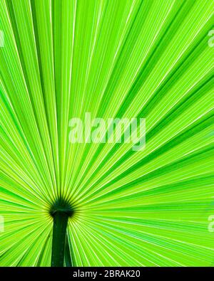 Tropical leaf texture background. Green close up leaf structure Stock ...