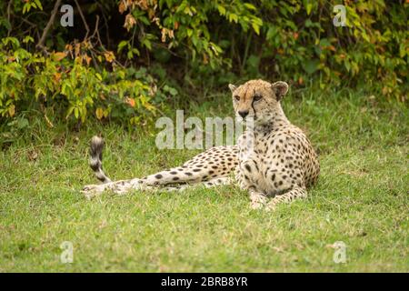 Cheetah lies on grass near leafy bush Stock Photo - Alamy