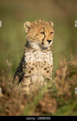 Cheetah cub sits in grass eyeing camera Stock Photo - Alamy