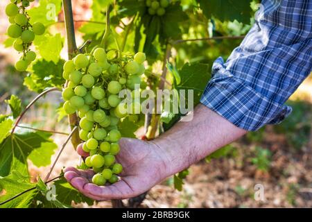 Caucasian winegrower working in an organic vineyard, he holds a bunch of ripe grapes with his ...