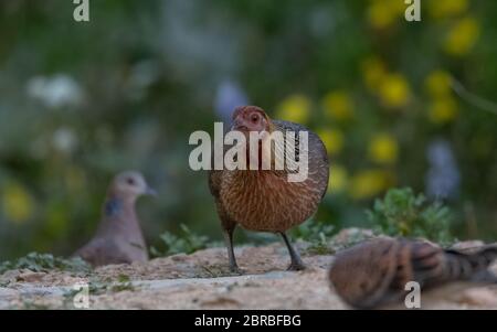 Jungle Fowl female bird photographed in Satal, Uttarakhand, India Stock ...