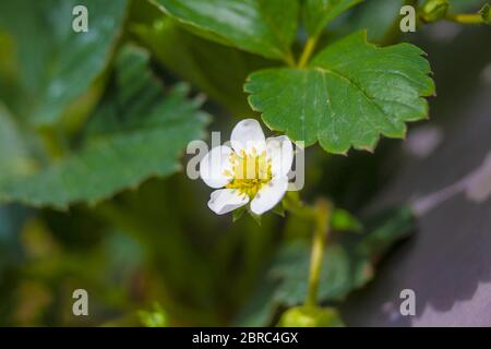 Strawberry flower among green leaves in spring Stock Photo - Alamy