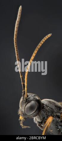 Collyra coxator, a parasitoid wasp that lays an egg in the egg of its ...