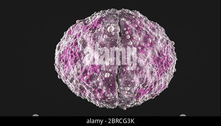 Science Photo of bacteria A diplococcus is a round bacterium that ...