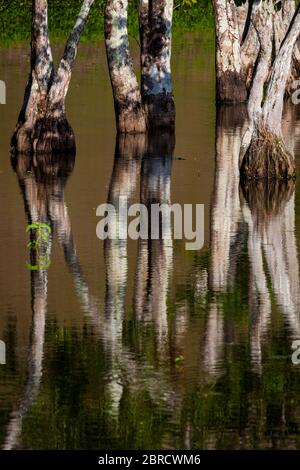 Mangrove forest and reflection at Quebro, Veraguas province, Republic ...