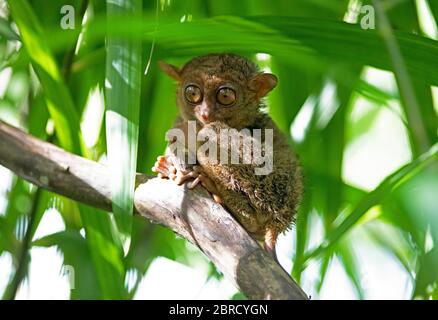 Philippine Tarsier, Carlito syrichta, Bohol, Philippines Stock Photo ...