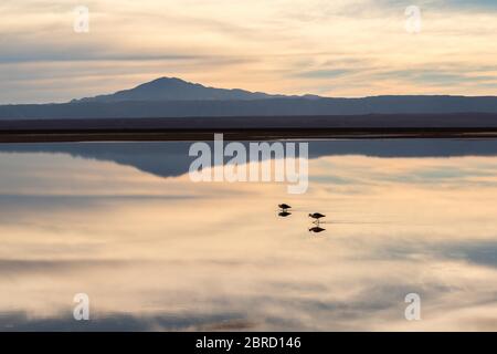 Andean Avocet (Recurvirostra andina), Laguna de Chaxa, Atacama desert ...