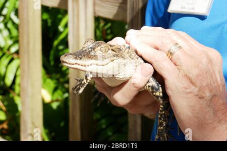 Baby alligator being held Stock Photo - Alamy