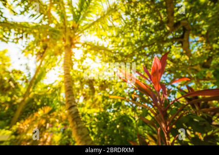 Creative background of tropical leaves on a green backdrop. View from ...