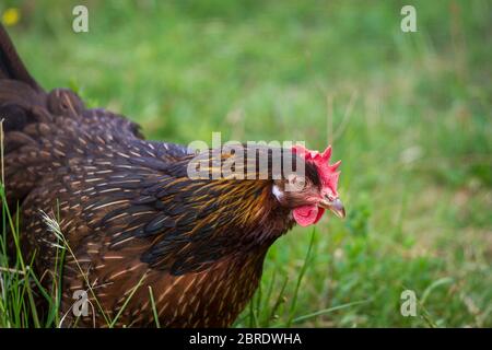 Dorking hen, old english chicken breed Stock Photo - Alamy