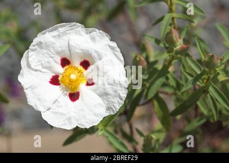 Cistus x purpureus Alan Fradd rock rose white flowers in May 2020 Stock ...