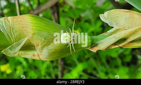 Insects in the suburban area. Spiders, ladybugs. Macro shot on green ...