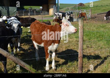 Ringworm fungal infection on the skin of the buttocks and groin in a 66 ...