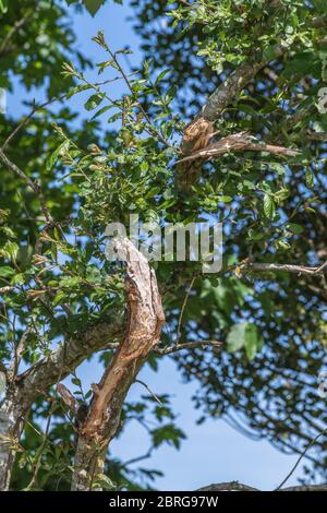 Example of mechanised hedge cutting with a flail, where smaller shrub ...