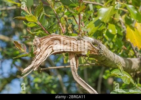 Example of mechanised hedge cutting with a flail, where smaller shrub ...