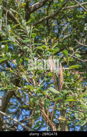 Example of mechanised hedge cutting with a flail, where smaller shrub ...
