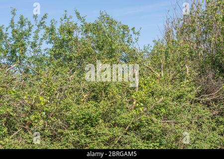 Example of flail-cut hedge cutting country hedgerow, set against ...
