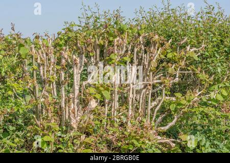Example of mechanised hedge cutting with a flail, where smaller shrub ...