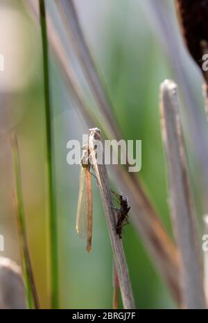metamorphosis of Large red damselfly, Pyrrhosoma nymphula, larva ...