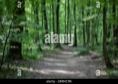 Forest path, trees, background blur Stock Photo - Alamy