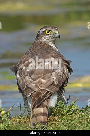 Sparrowhawk (Accipiter nisus) Norfolk May 2026 Stock Photo - Alamy