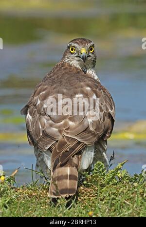 Sparrowhawk (Accipiter nisus) Norfolk May 2026 Stock Photo - Alamy
