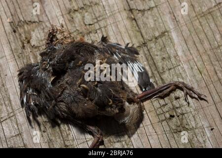 Maggots decomposing meat Stock Photo - Alamy