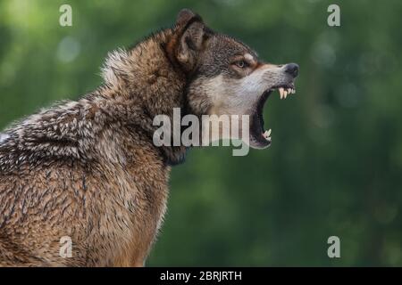 Timber Wolf snarling Stock Photo - Alamy