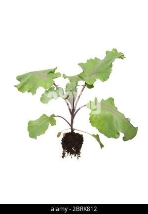 whole kalettes plant on isolated white background Stock Photo - Alamy
