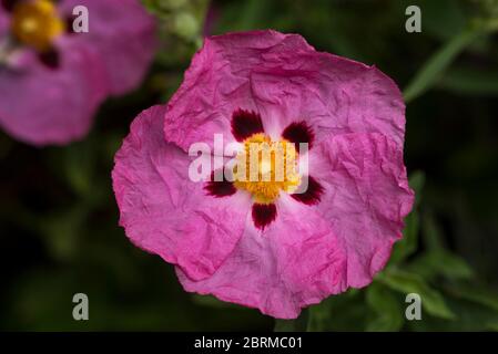 Cistus x purpureus. Purple-flowered rock rose in an english garden in ...