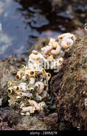 interlaced tubular pink and orange shells attached to rock and each ...