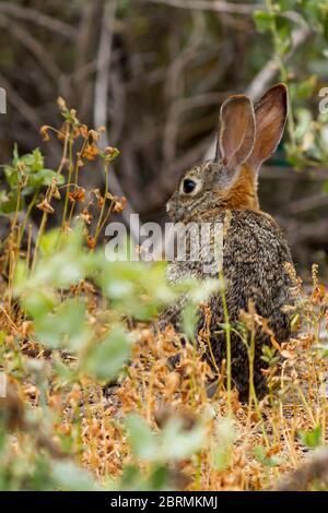 Adorable beige rabbit grazing in the green field - wildlife Stock Photo ...