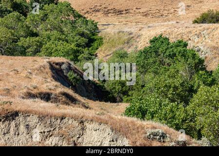 wild jack rabbit or hare laying in the shade near bushes in mottled ...