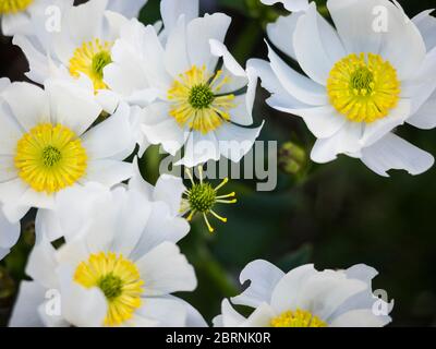 Closeup of Mt Cook Buttercup (Ranunculus lyallii), Gertrude Valley ...