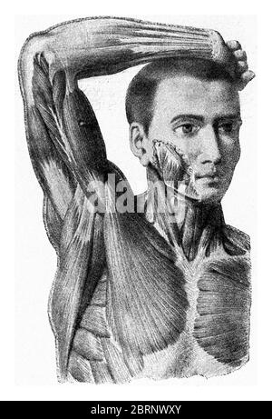 The muscles of the arm of the man hand being lifted, vintage engraved ...