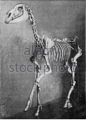Skeleton of Hipparion, from the miocene of France, vintage engraved ...