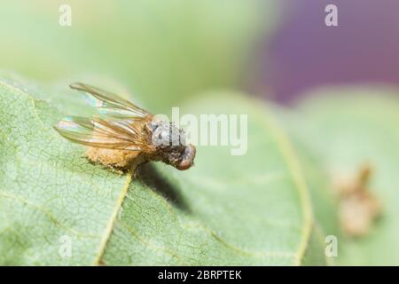 Parasitic mold on a dead fly (Entomophthora muscae Stock Photo - Alamy