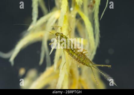 Small minnow mayfly larva (Baetidae Stock Photo - Alamy