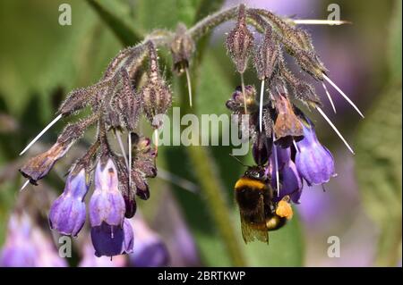 bumblebee foraging on comfrey flowers Stock Photo - Alamy